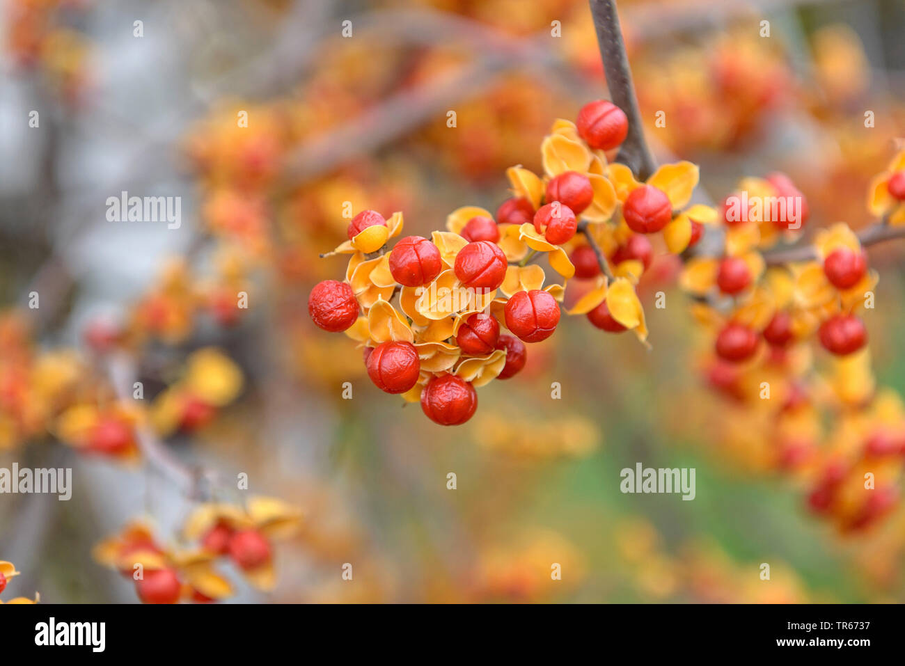 Chinese bittersweet (Celastrus rosthornianus), fruits Stock Photo - Alamy