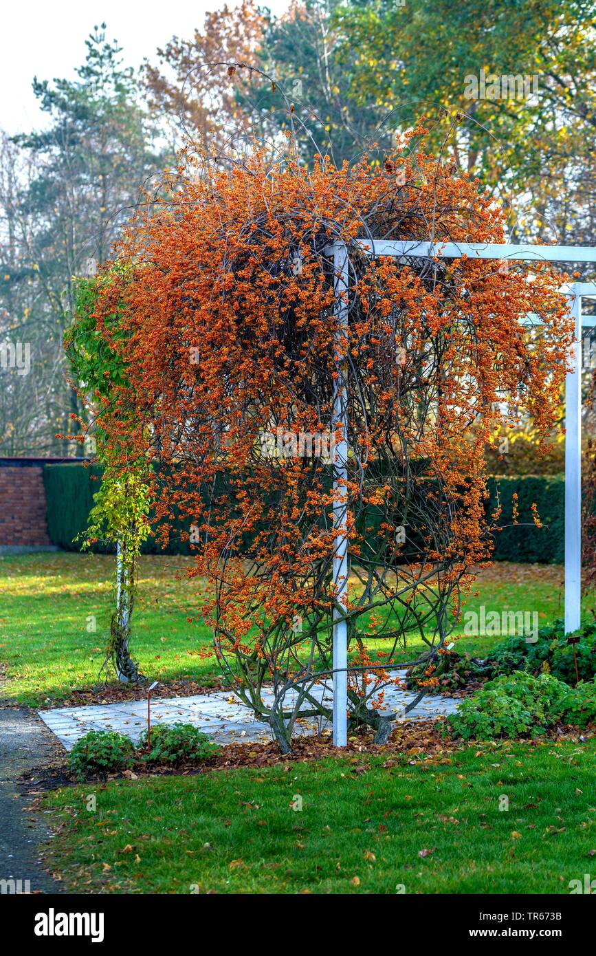 Chinese bittersweet (Celastrus rosthornianus), fruiting Stock Photo - Alamy