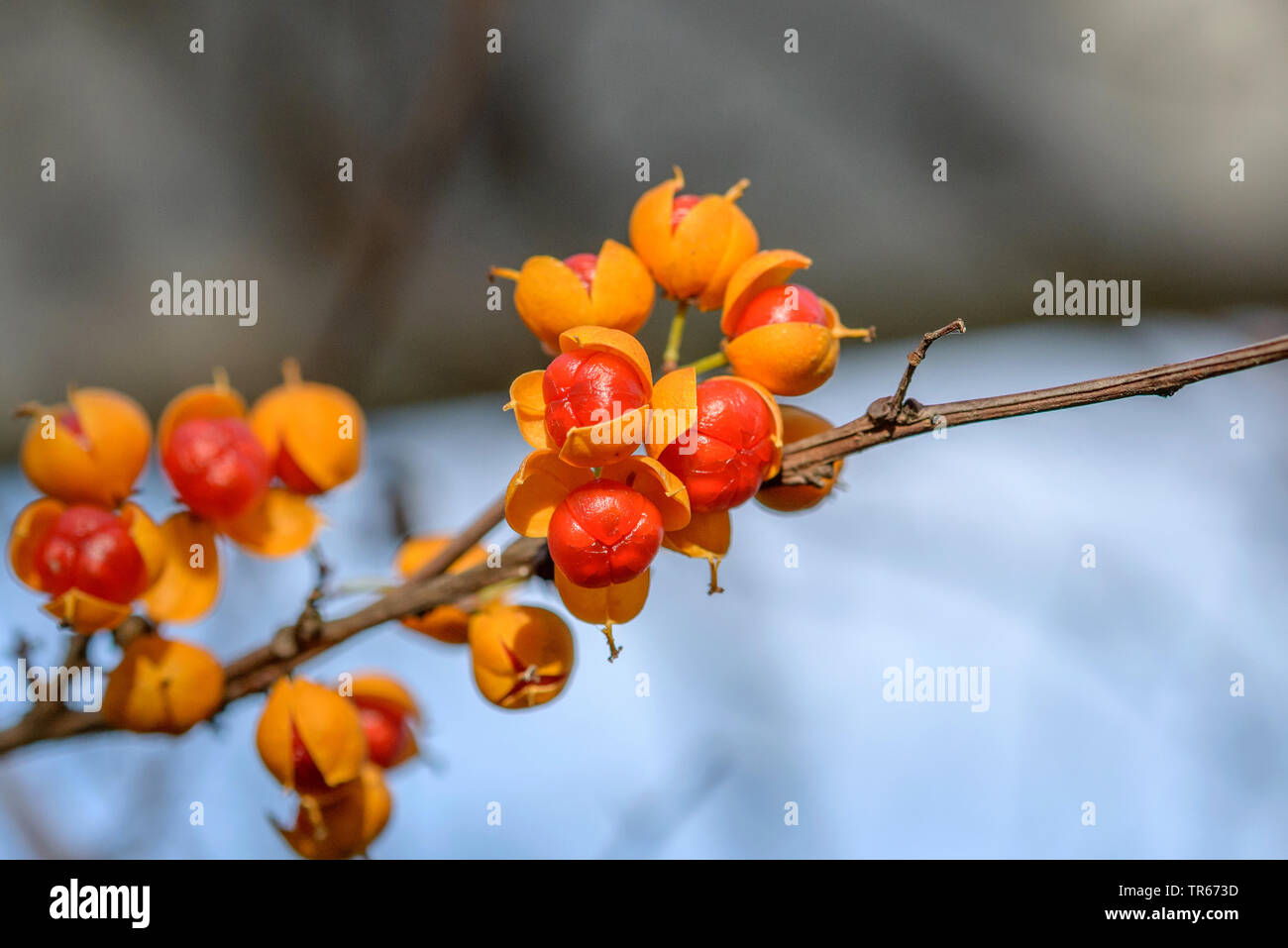 Chinese bittersweet (Celastrus rosthornianus), fruits Stock Photo - Alamy