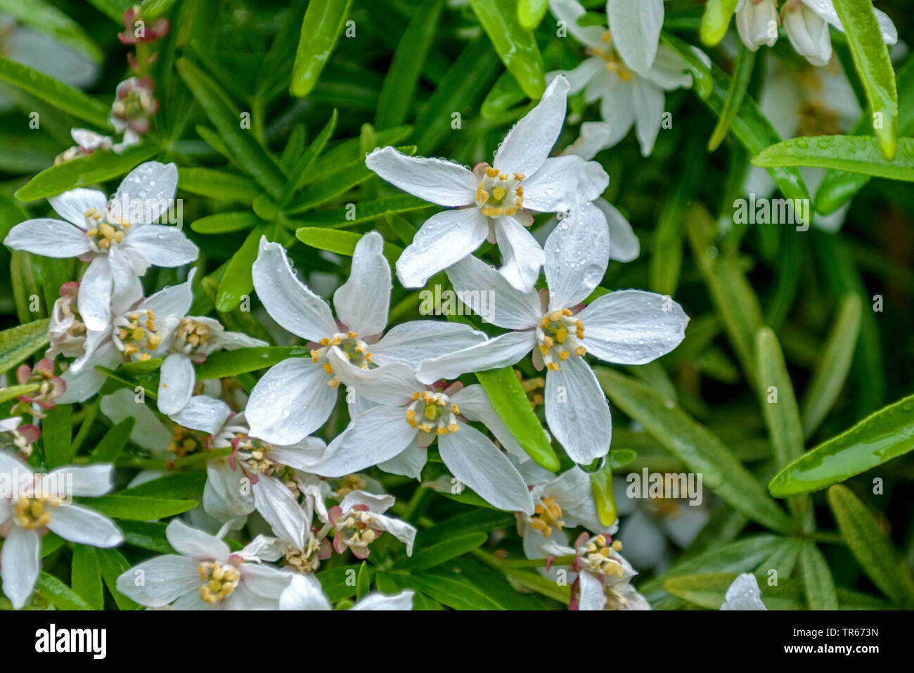 Choisya, Orange Blossom (Choisya x dewitteana 'Aztec Pearl', Choisya x ...