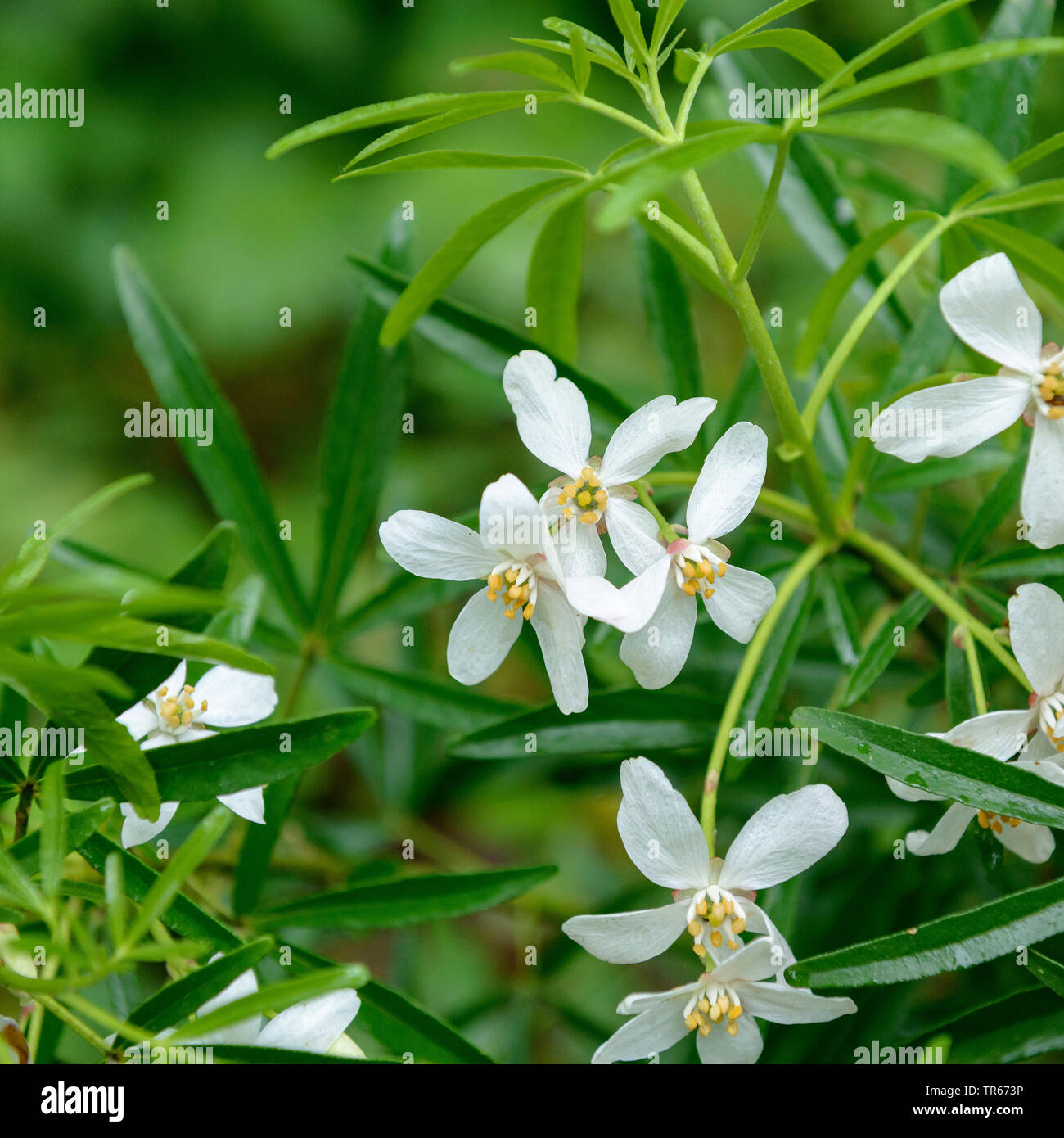 Choisya, Orange Blossom (Choisya x dewitteana 'Aztec Pearl', Choisya x ...