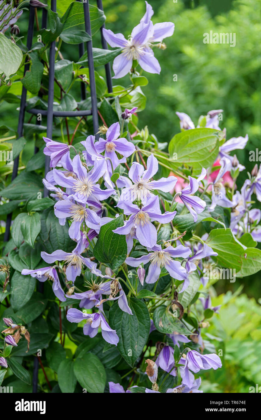 clematis, virgins-bower (Clematis 'Star River', Clematis Star River ...