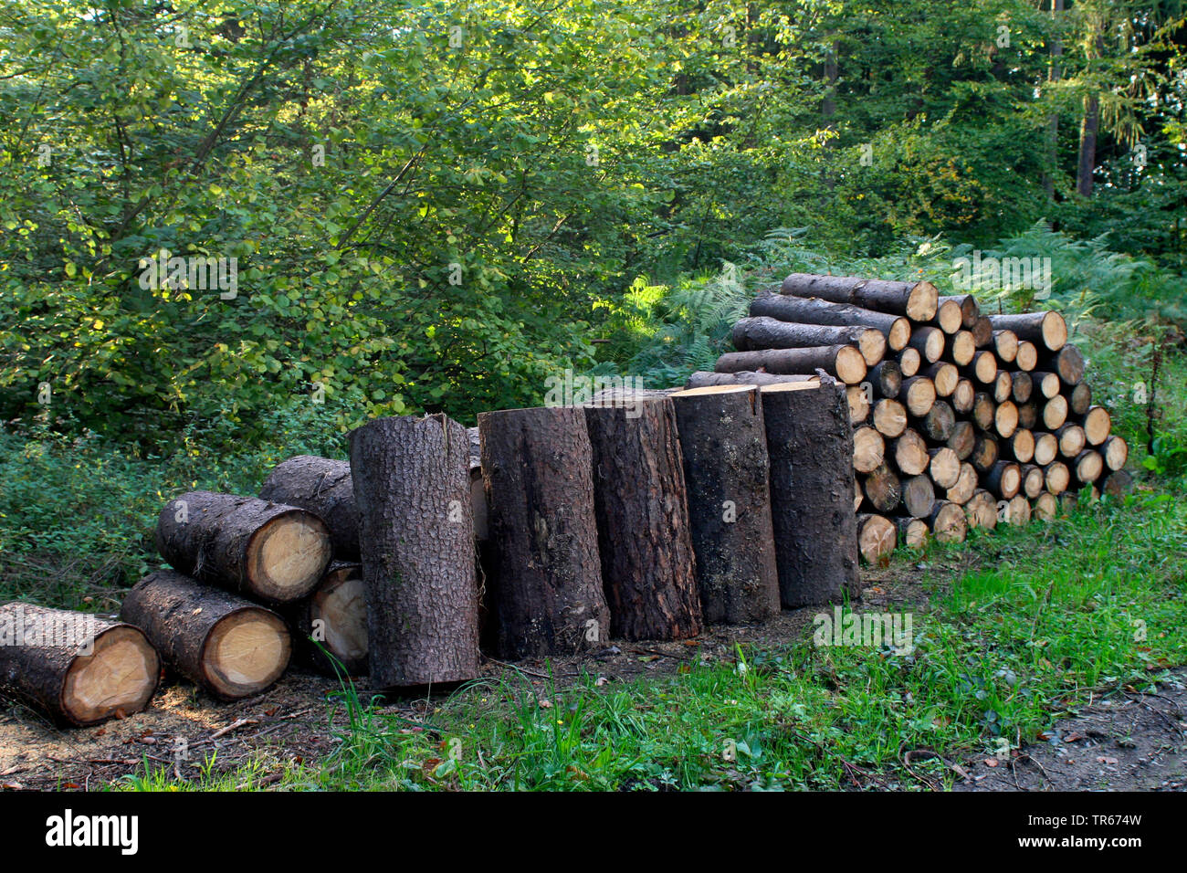 stacked coniferous timber at forest path, Germany Stock Photo - Alamy