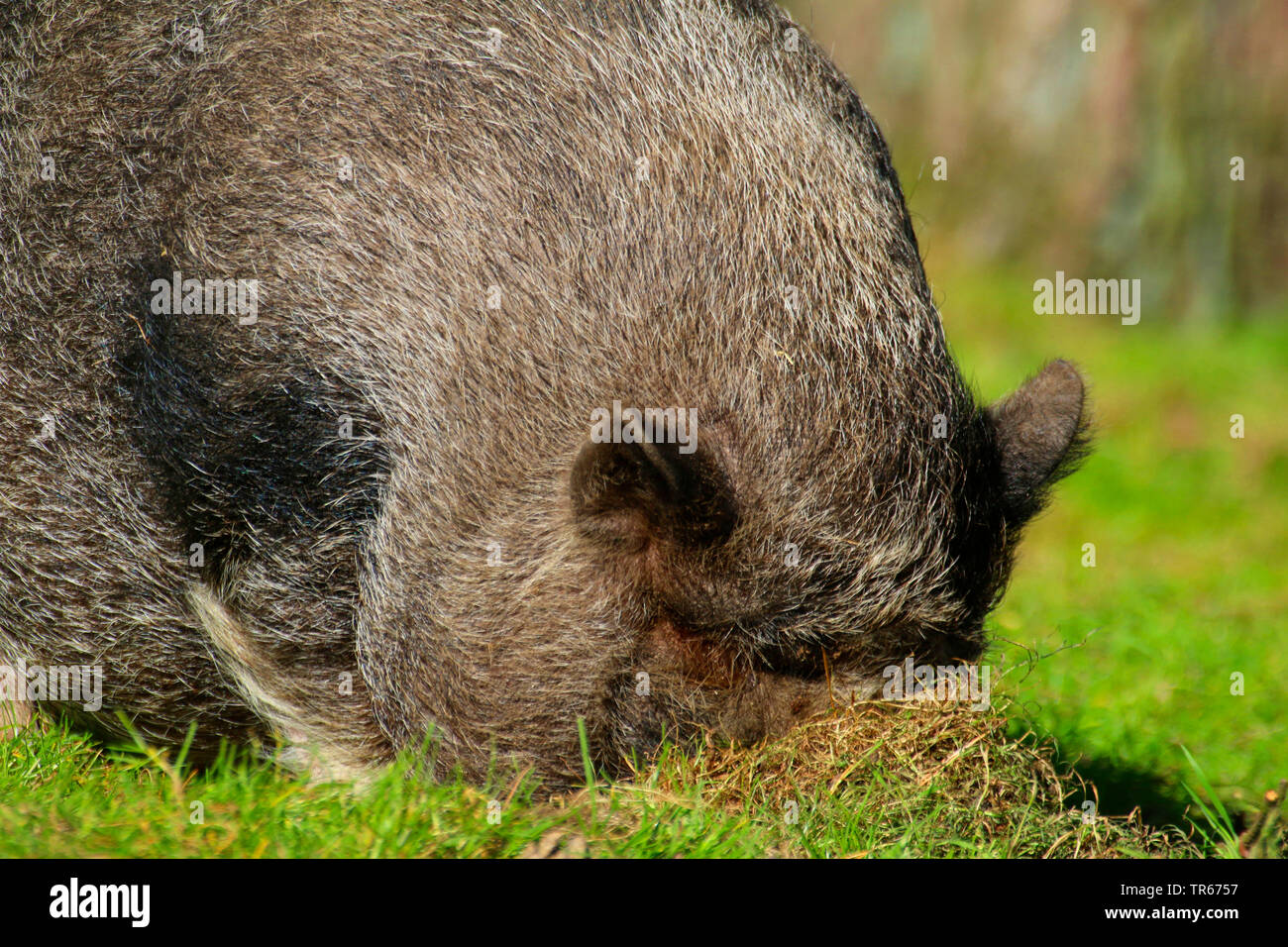 Vietnamese pot-bellied pig (Sus scrofa f. domestica), rooting in a ...