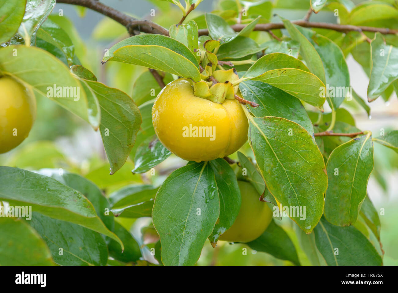 kaki plum tree, Japanese persimmon (Diospyros kaki 'Vainiglia ...