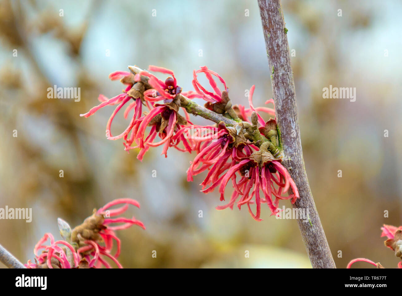 Hamamelis japonica rubra hi-res stock photography and images - Alamy