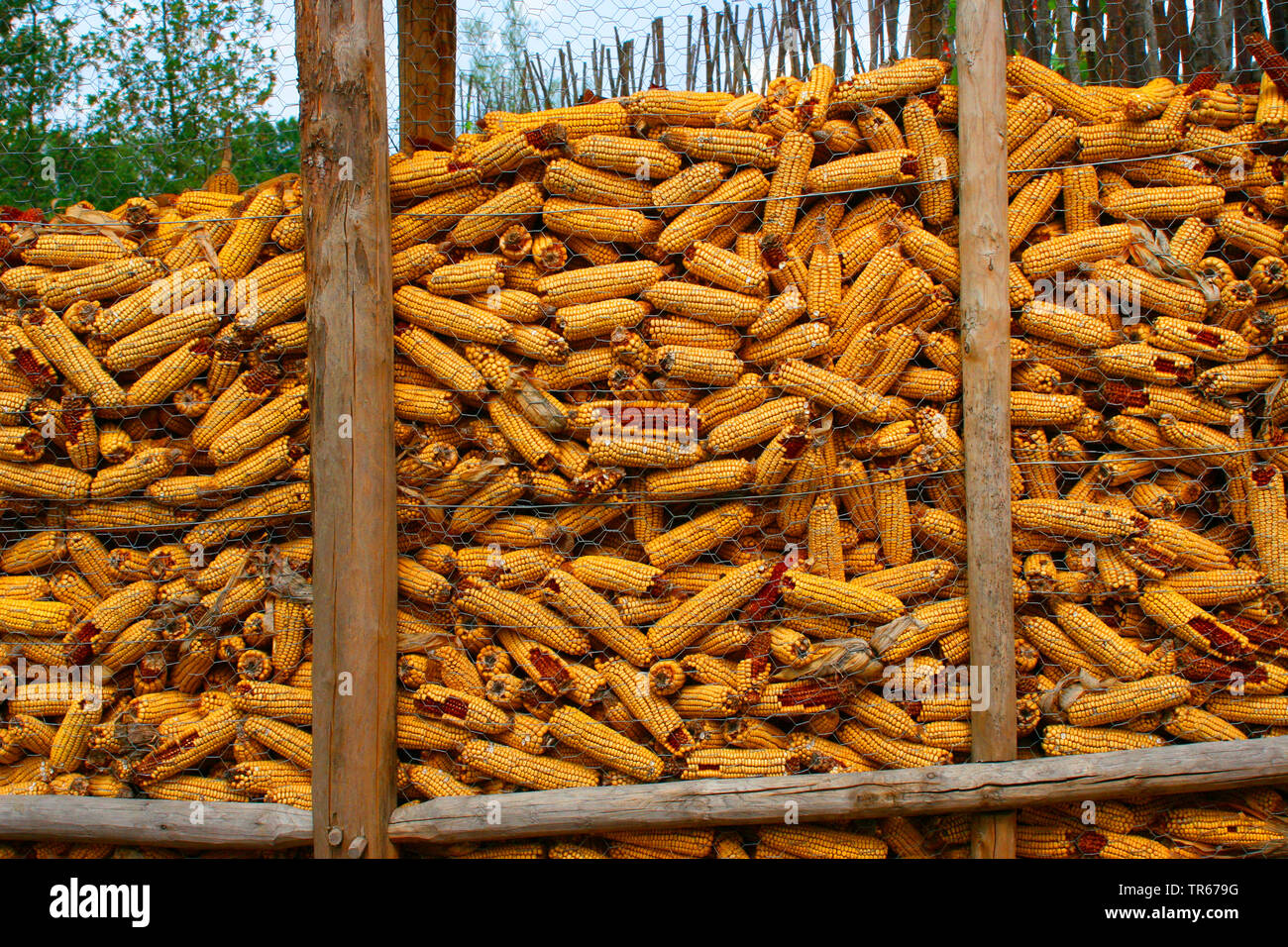 Indian corn, maize (Zea mays), maize are dried, Germany Stock Photo - Alamy