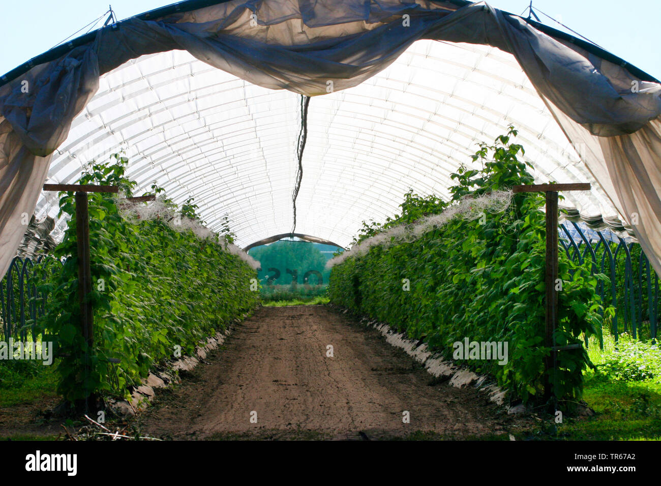 Cultivation of raspberries rubus idaeus in a greenhouse hi-res stock ...