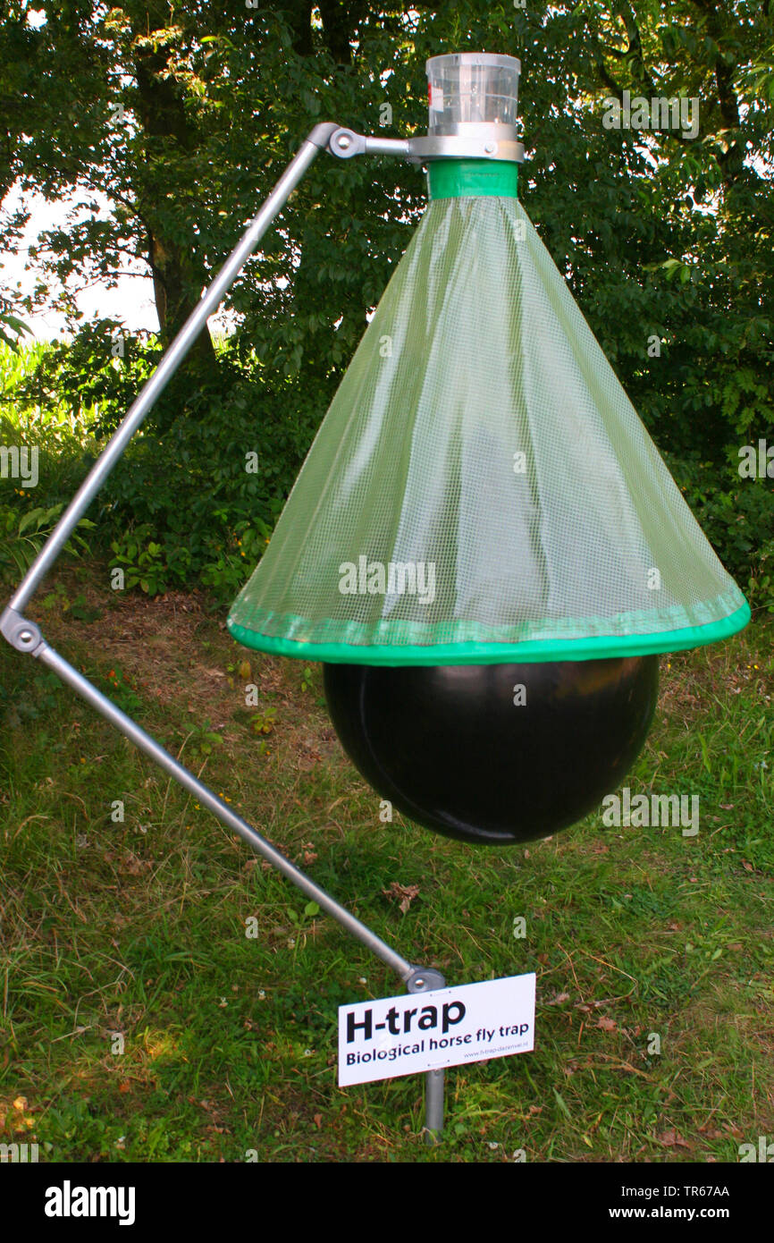 horseflies (Tabanus ssp.), biological horse-fly trap, Germany Stock ...
