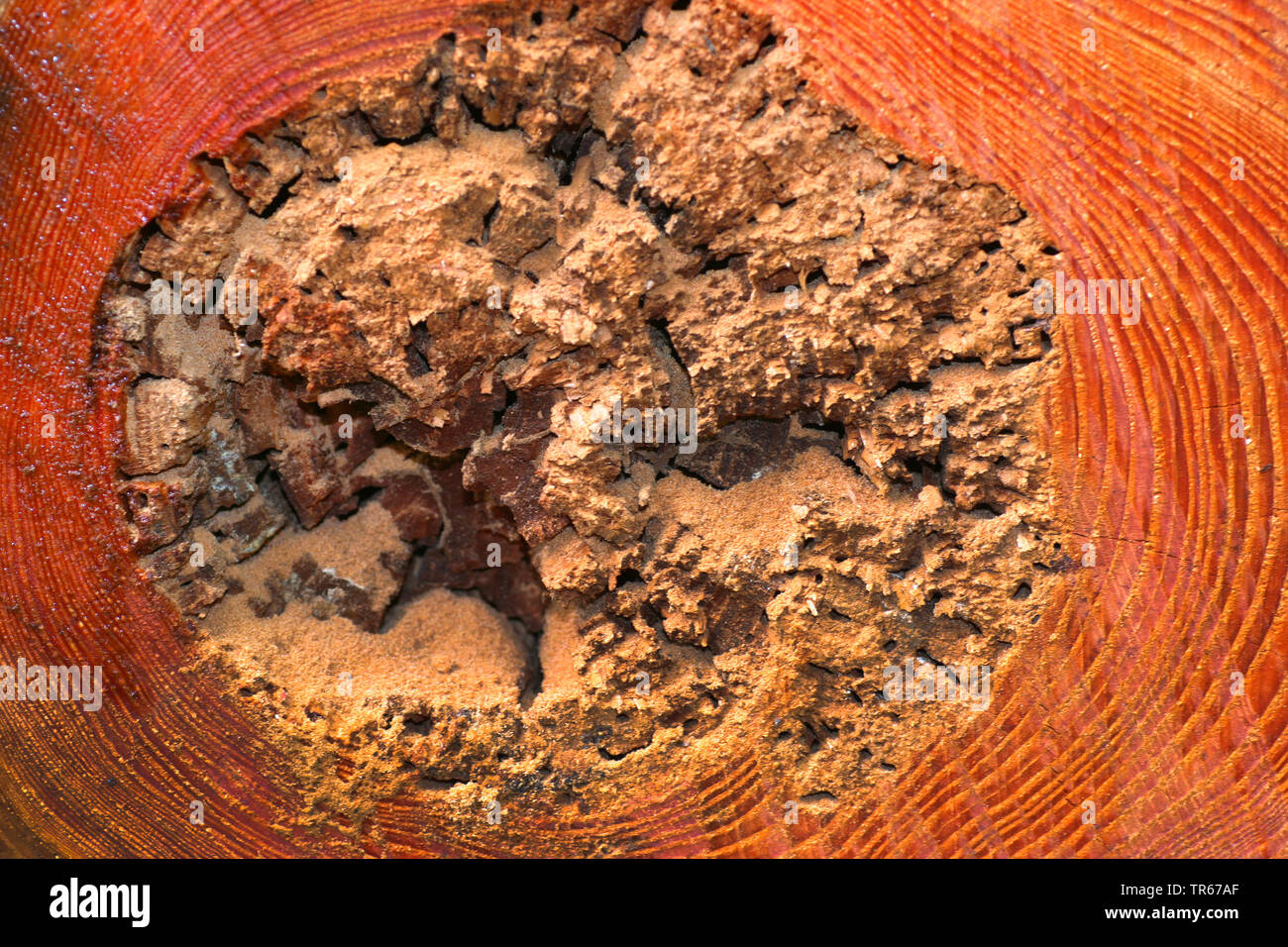 Heart rot fungus hi-res stock photography and images - Alamy