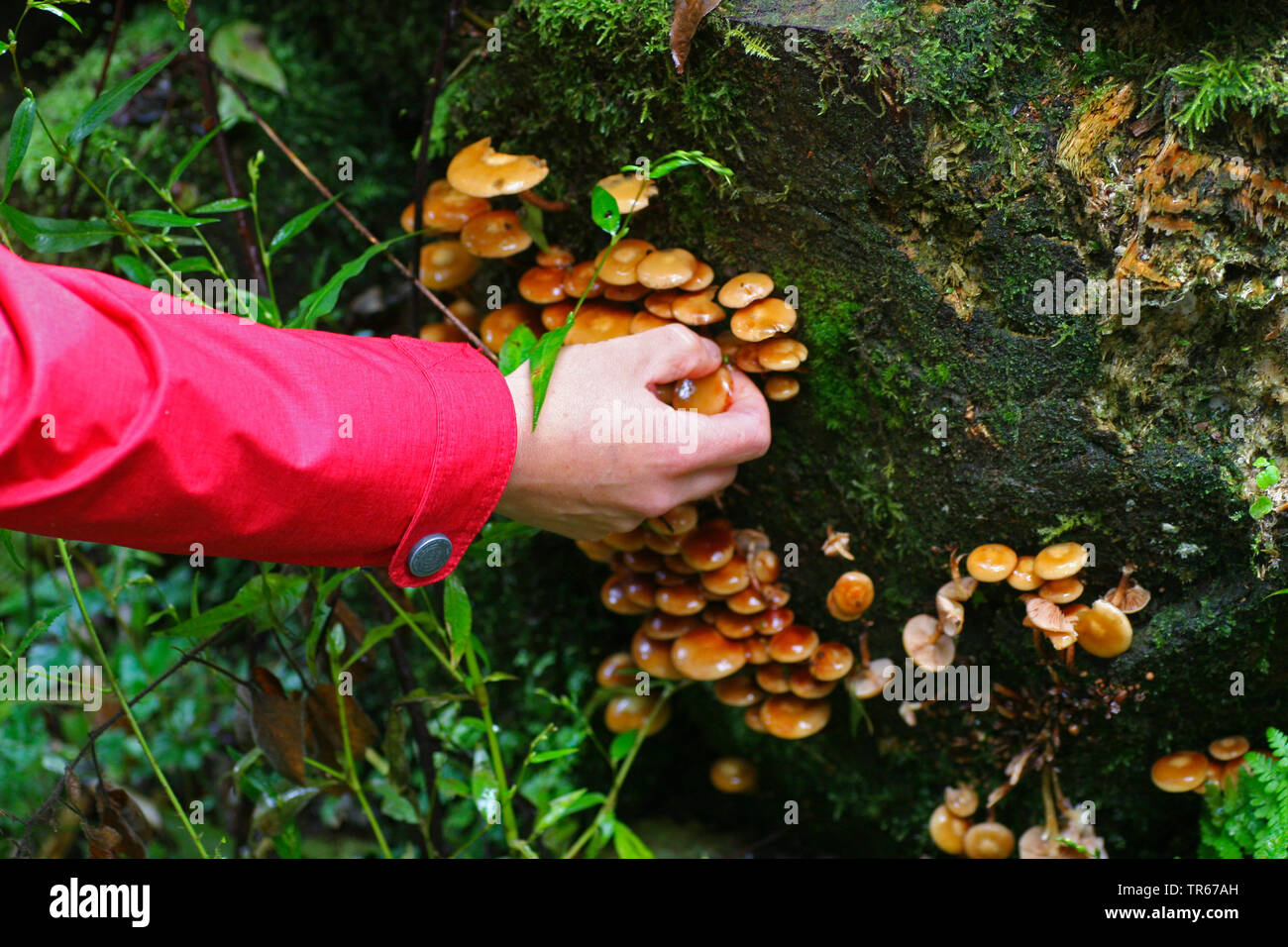 mushrooms at a cut tree, Germany Stock Photo - Alamy