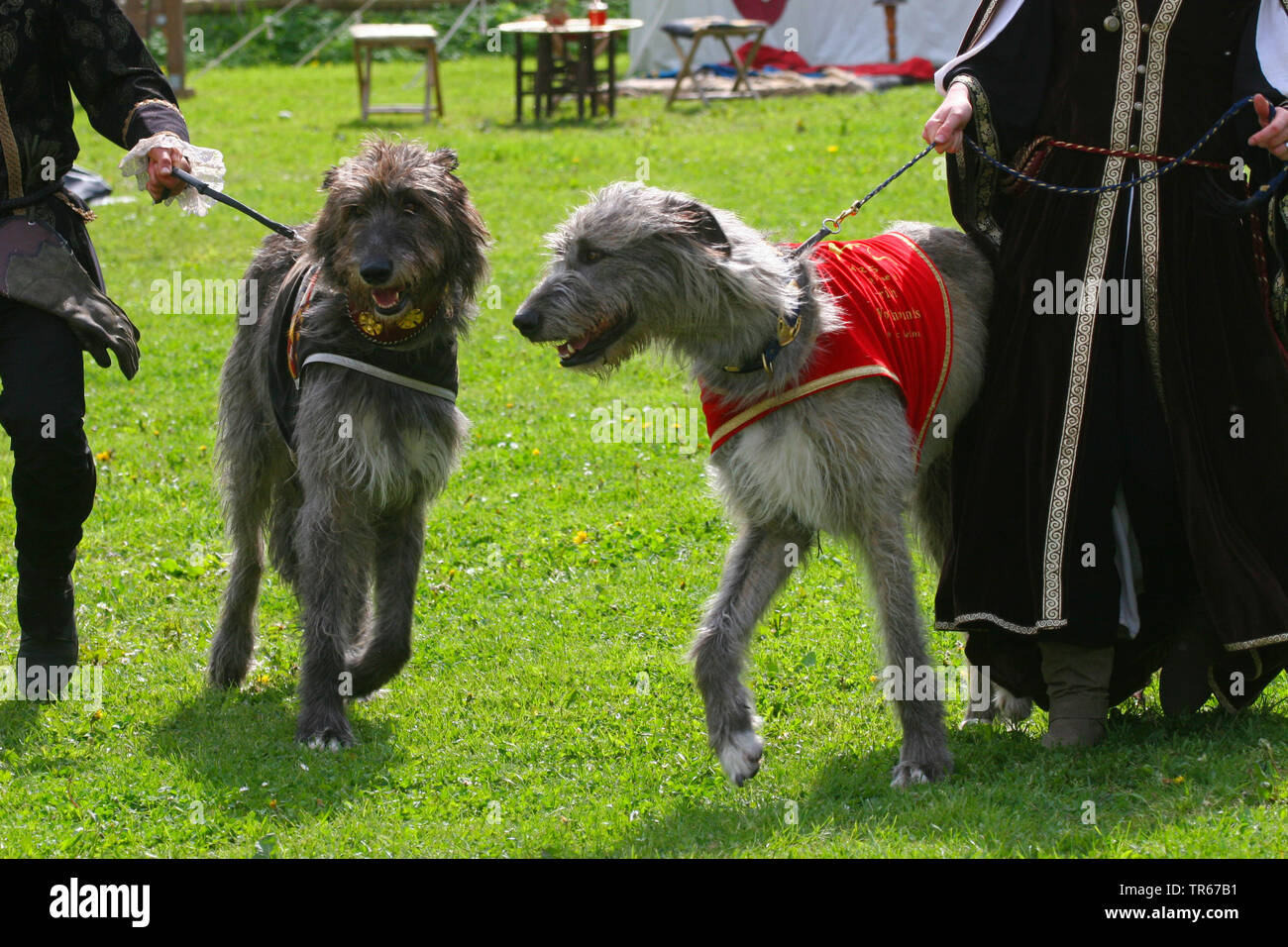 Irish Wolfhound (Canis lupus f. familiaris), Irish Wolfshounds on ...