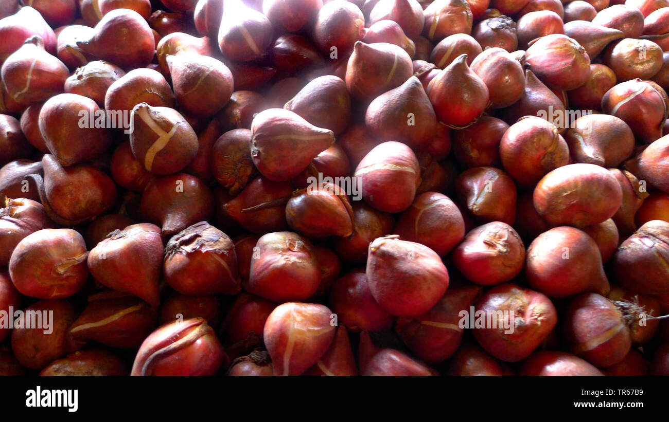 Tulip bulb production hi-res stock photography and images - Alamy