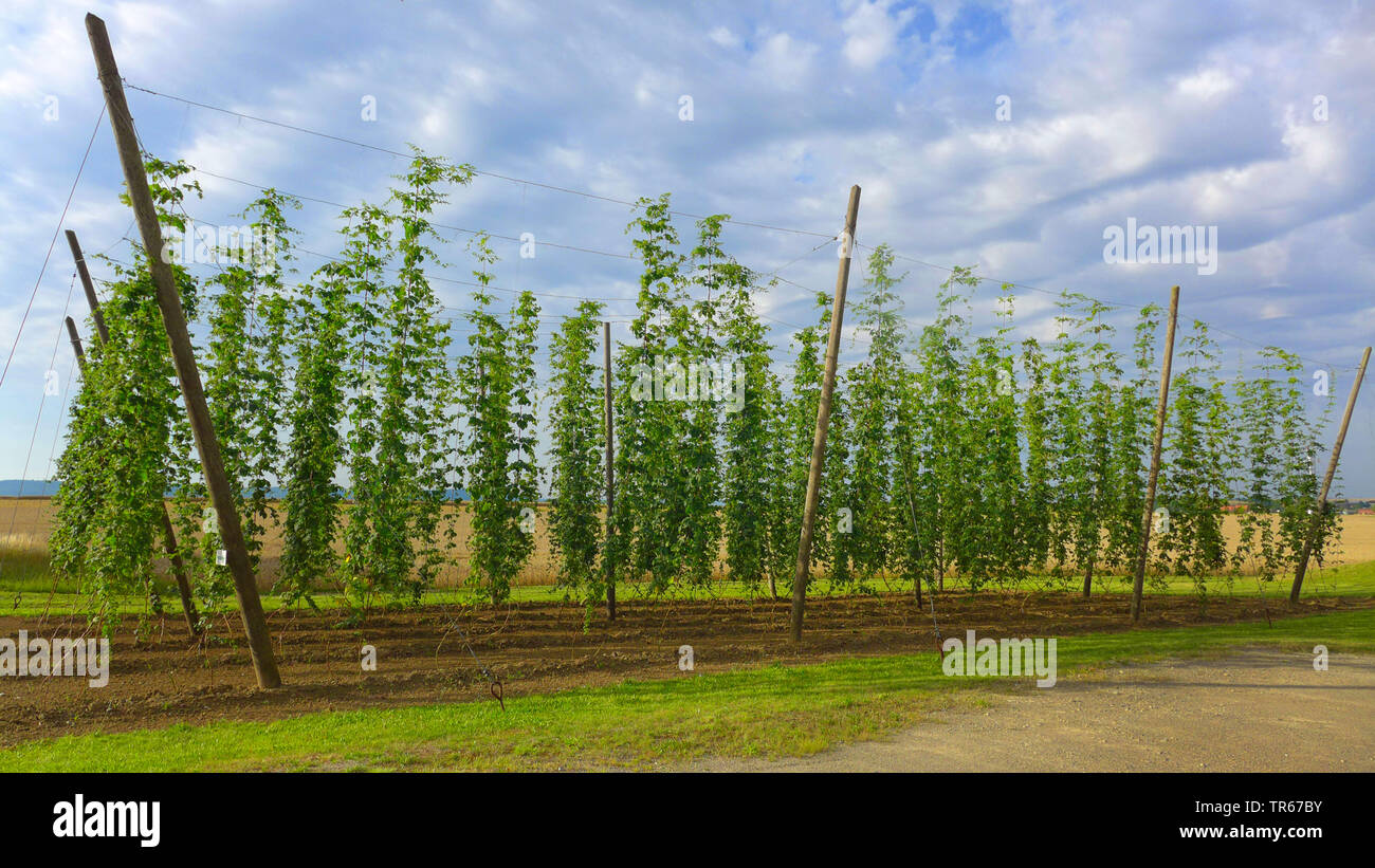 Hop cultivation hi-res stock photography and images - Alamy