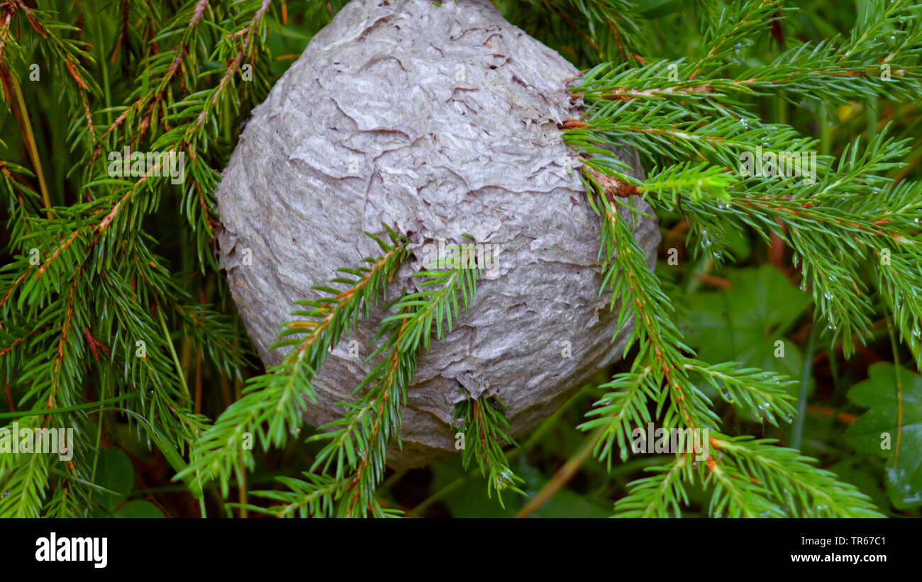 Wasps nest in branches hi-res stock photography and images - Alamy