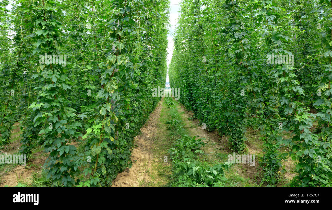 Rankende Stock Photos & Rankende Stock Images - Alamy