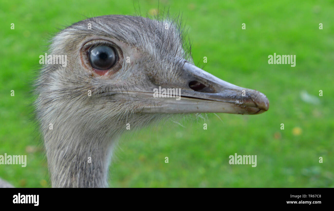 greater rhea (Rhea americana), portrait Stock Photo - Alamy