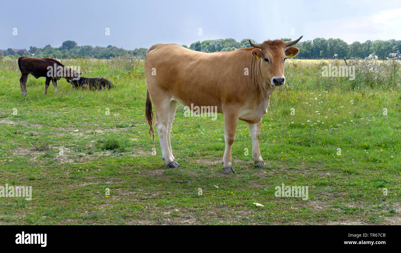 Extensive cattle hi-res stock photography and images - Alamy