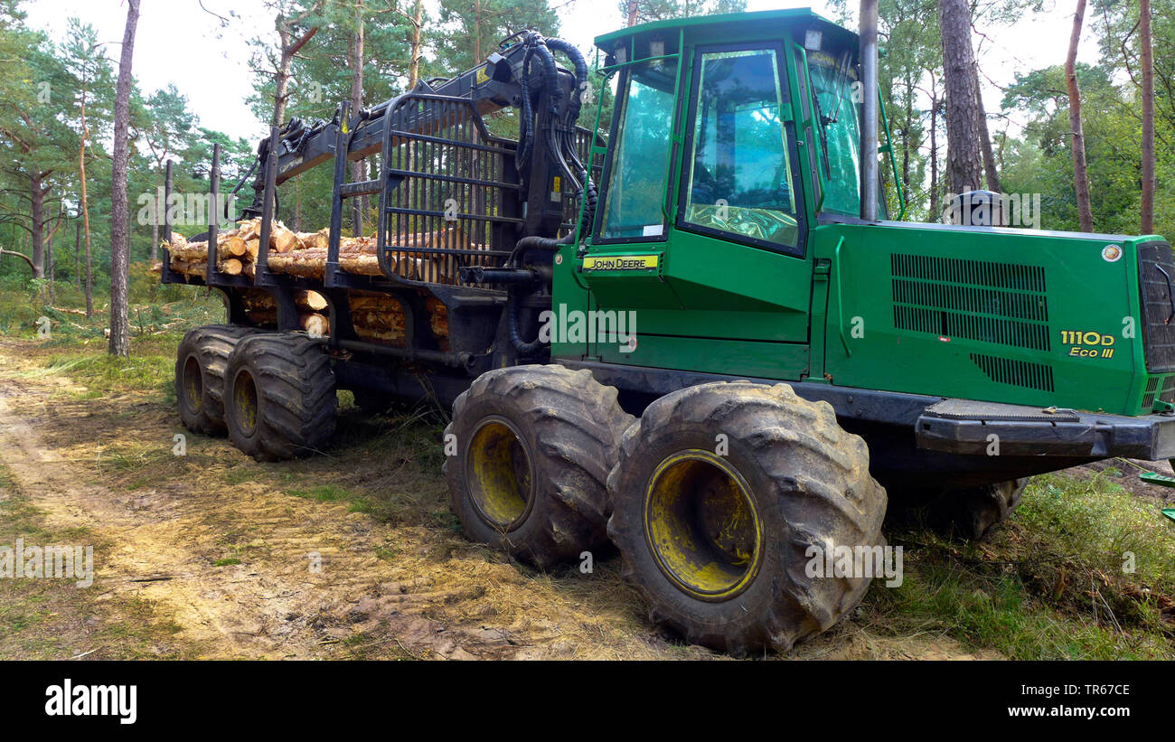 Scotch pine, Scots pine (Pinus sylvestris), Harvester in a pine wood ...