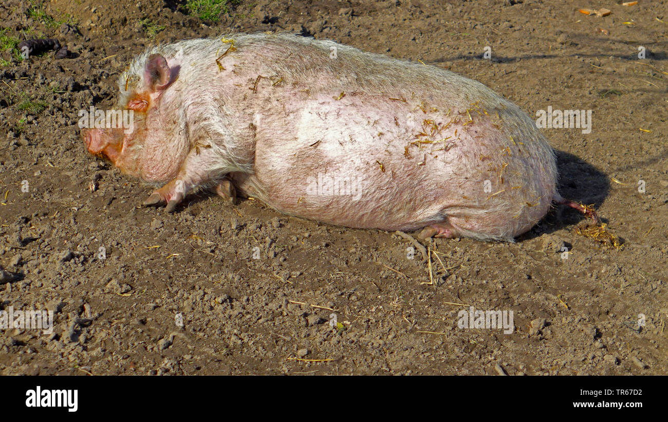 Vietnamese pot-bellied pig (Sus scrofa f. domestica), pigged out, lying ...