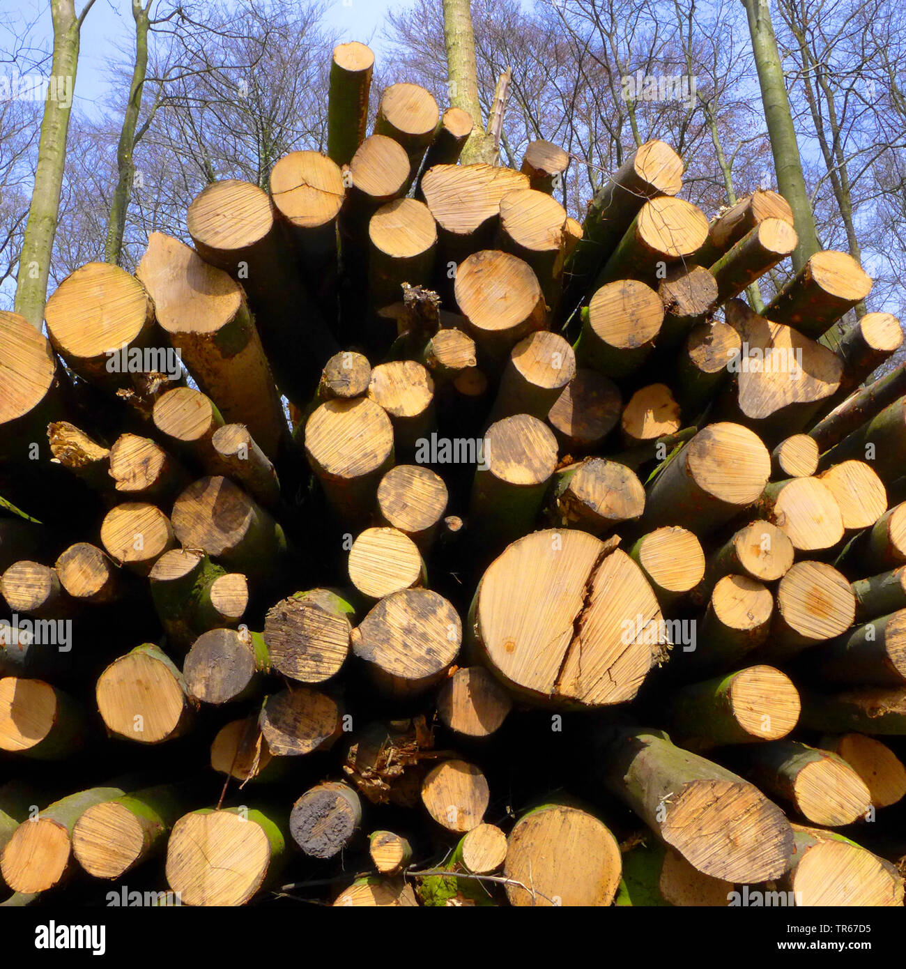 pile of wood, Germany Stock Photo - Alamy