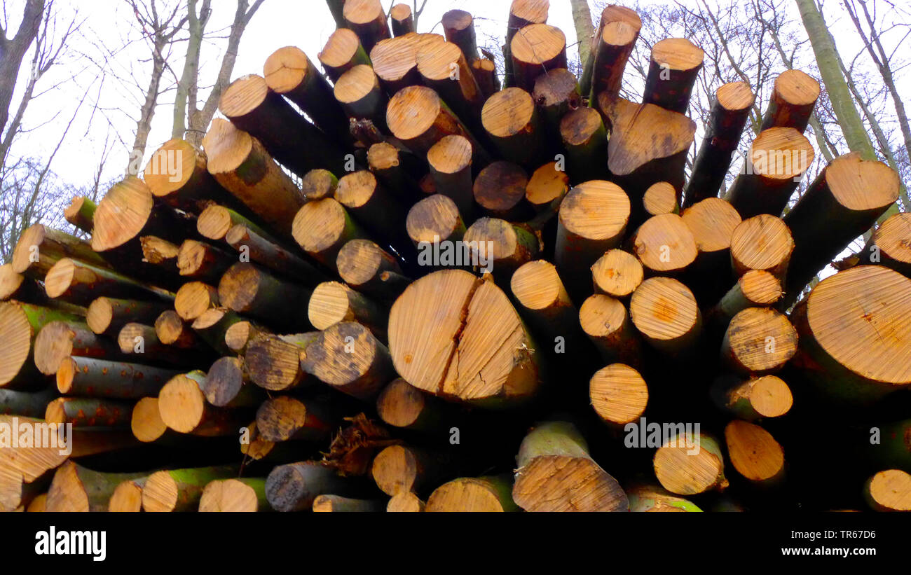 German wood hi-res stock photography and images - Alamy