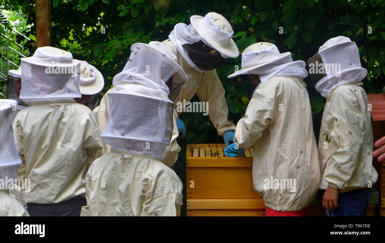 junior beekeepers, pupils at the beehive at school, Germany Stock Photo ...