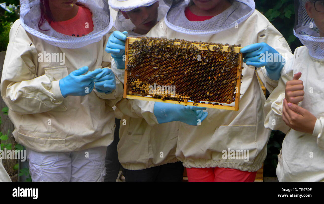honey bee, hive bee (Apis mellifera mellifera), junior beekeepers with ...