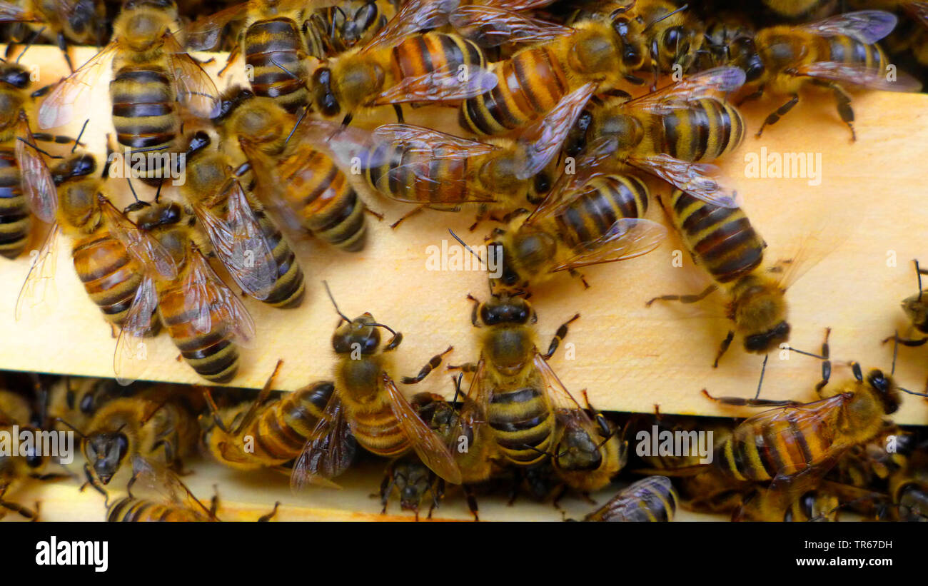 honey bee, hive bee (Apis mellifera mellifera), bees at the beehive ...