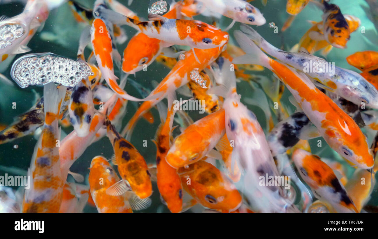 goldfish, common carp (Carassius auratus), goldfishes in a fish tank ...