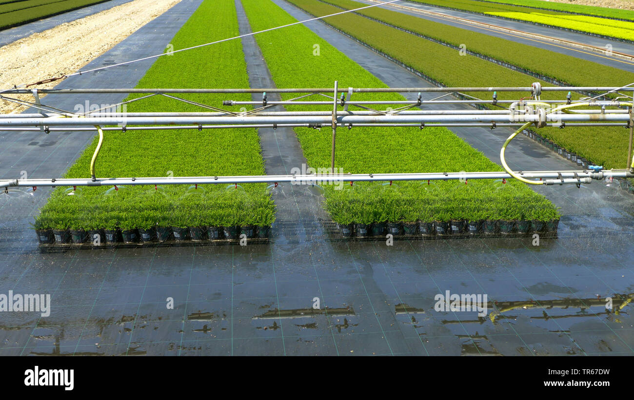 ornamental flower production with irrigation, Germany Stock Photo - Alamy