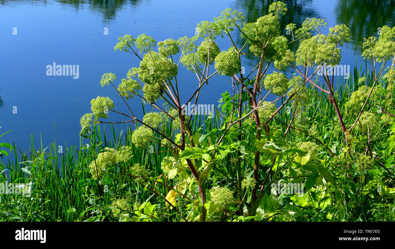 Garden angelica (Angelica archangelica), blooming, Germany Stock Photo ...
