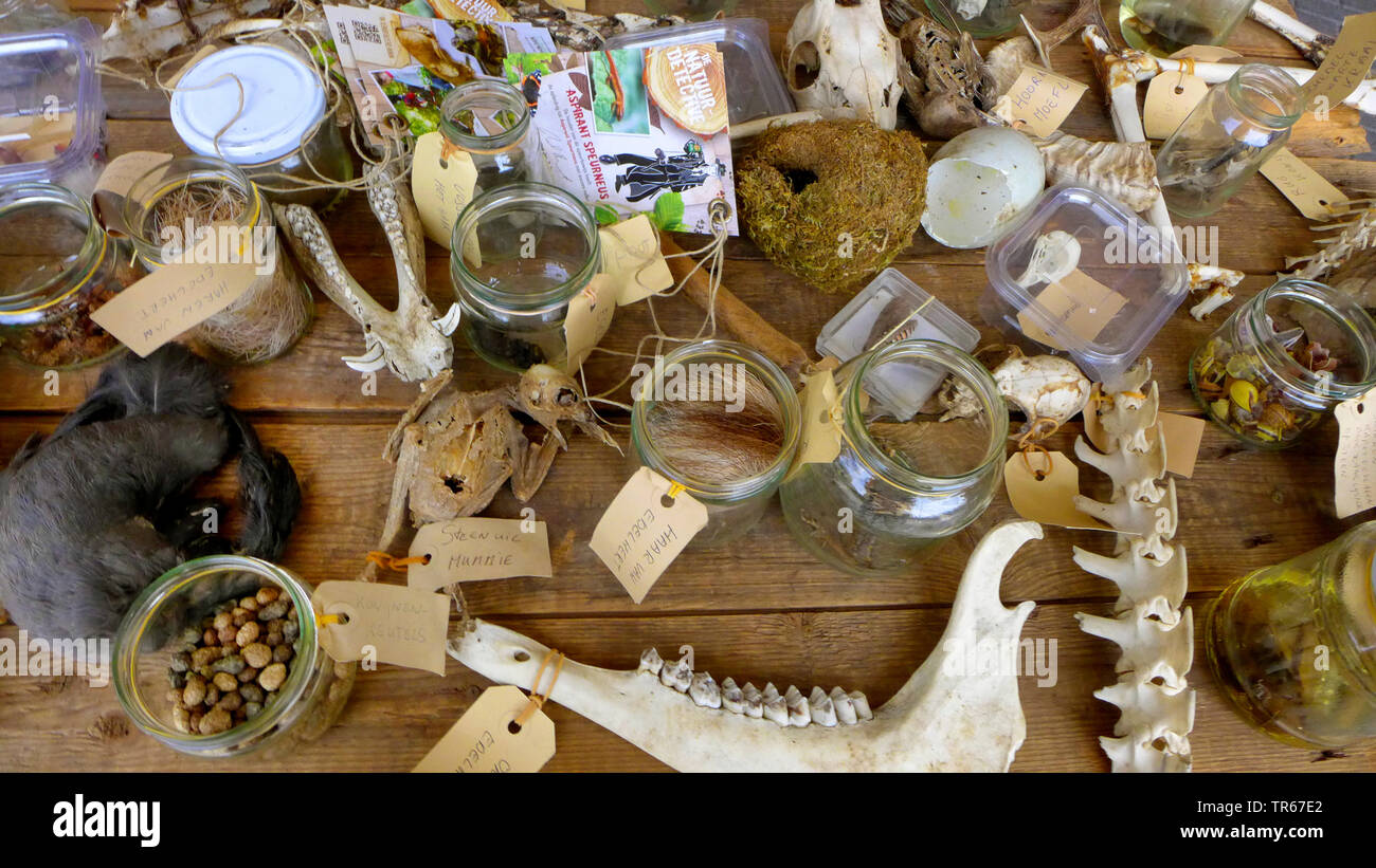 collection of finds in nature, Germany Stock Photo - Alamy