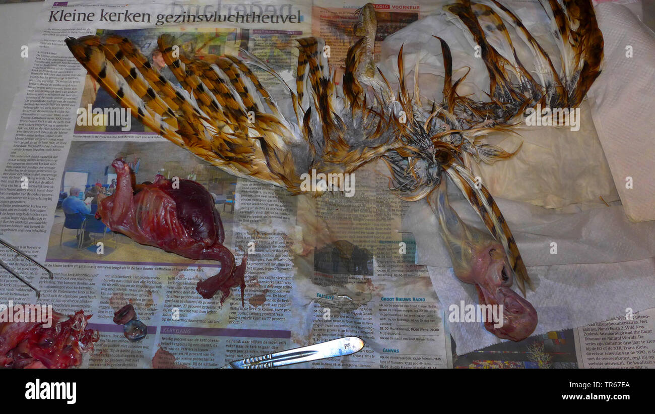 The Thing 2011 Ice Block Creature