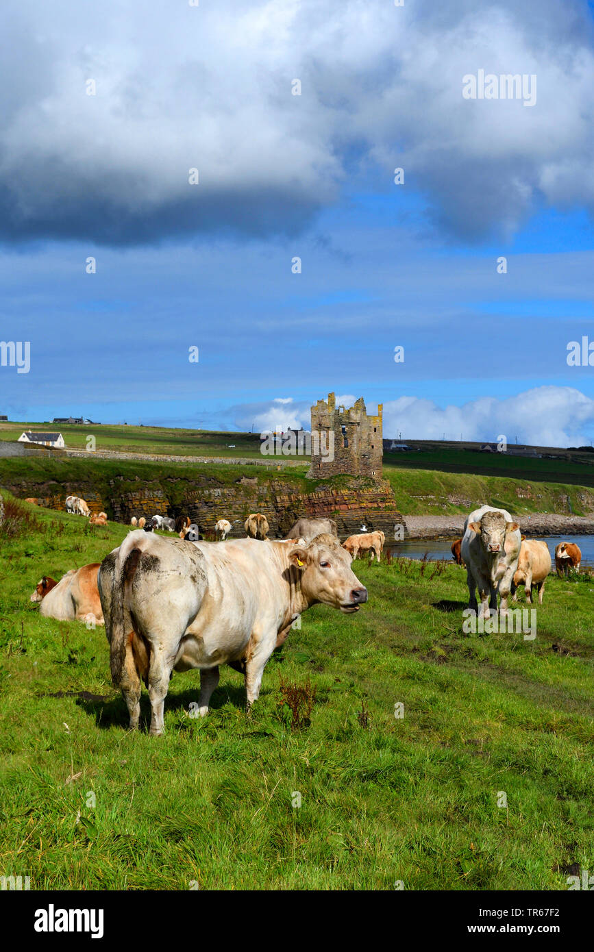 Ruin herd castle hi-res stock photography and images - Alamy