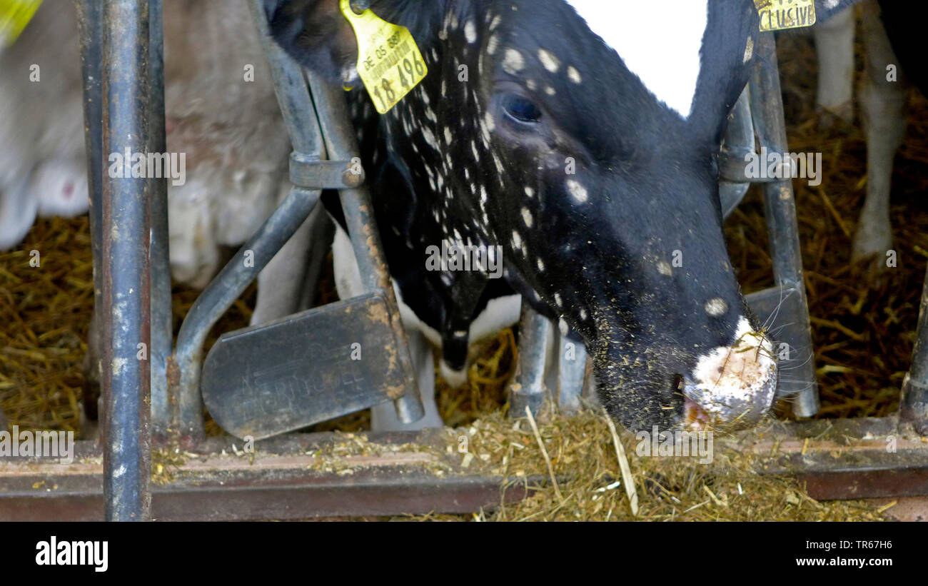 domestic cattle (Bos primigenius f. taurus), vitiligo in a cattle ...