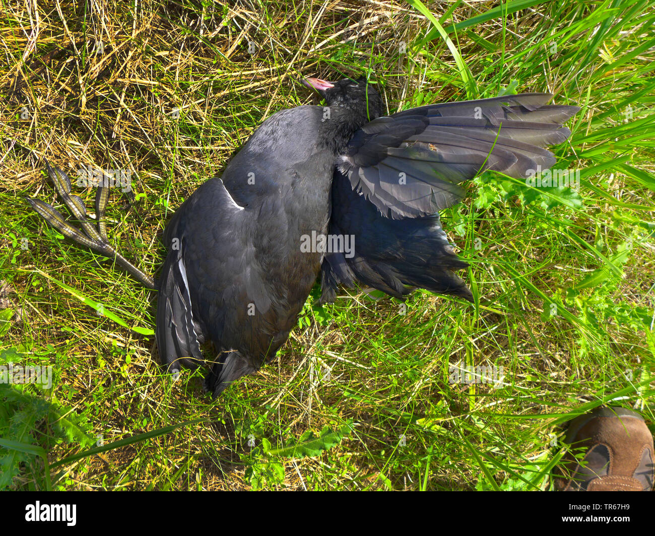 black coot (Fulica atra), dead individual under a high-voltage line ...
