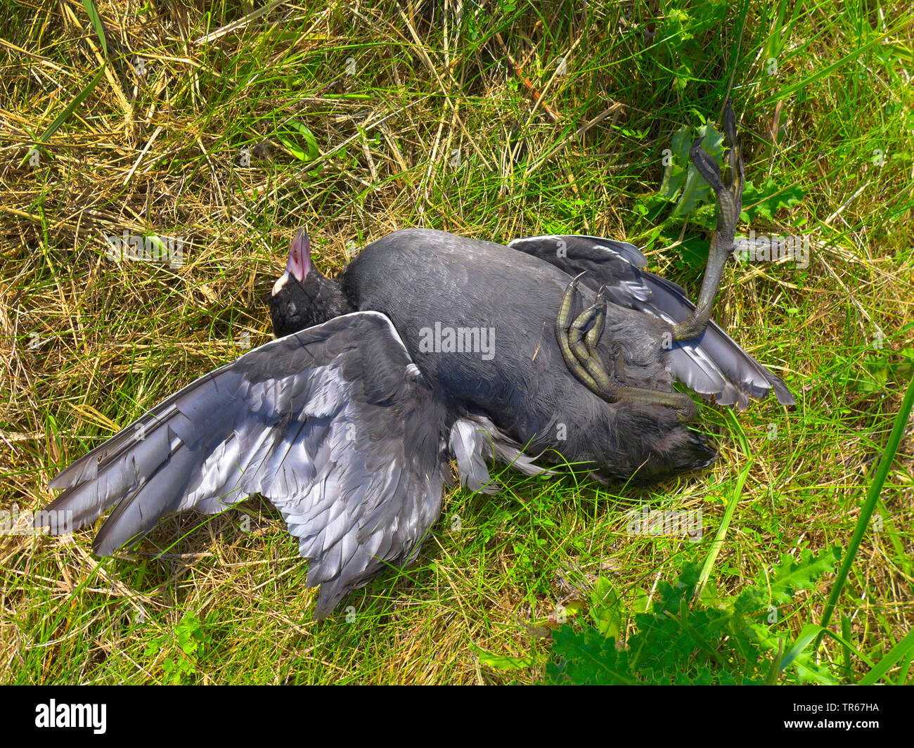 black coot (Fulica atra), dead individual under a high-voltage line ...