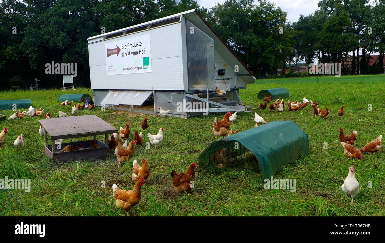 domestic fowl (Gallus gallus f. domestica), organic chicken, Germany ...