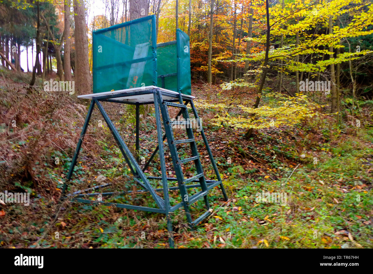 raised hide in a forest, Germany Stock Photo - Alamy