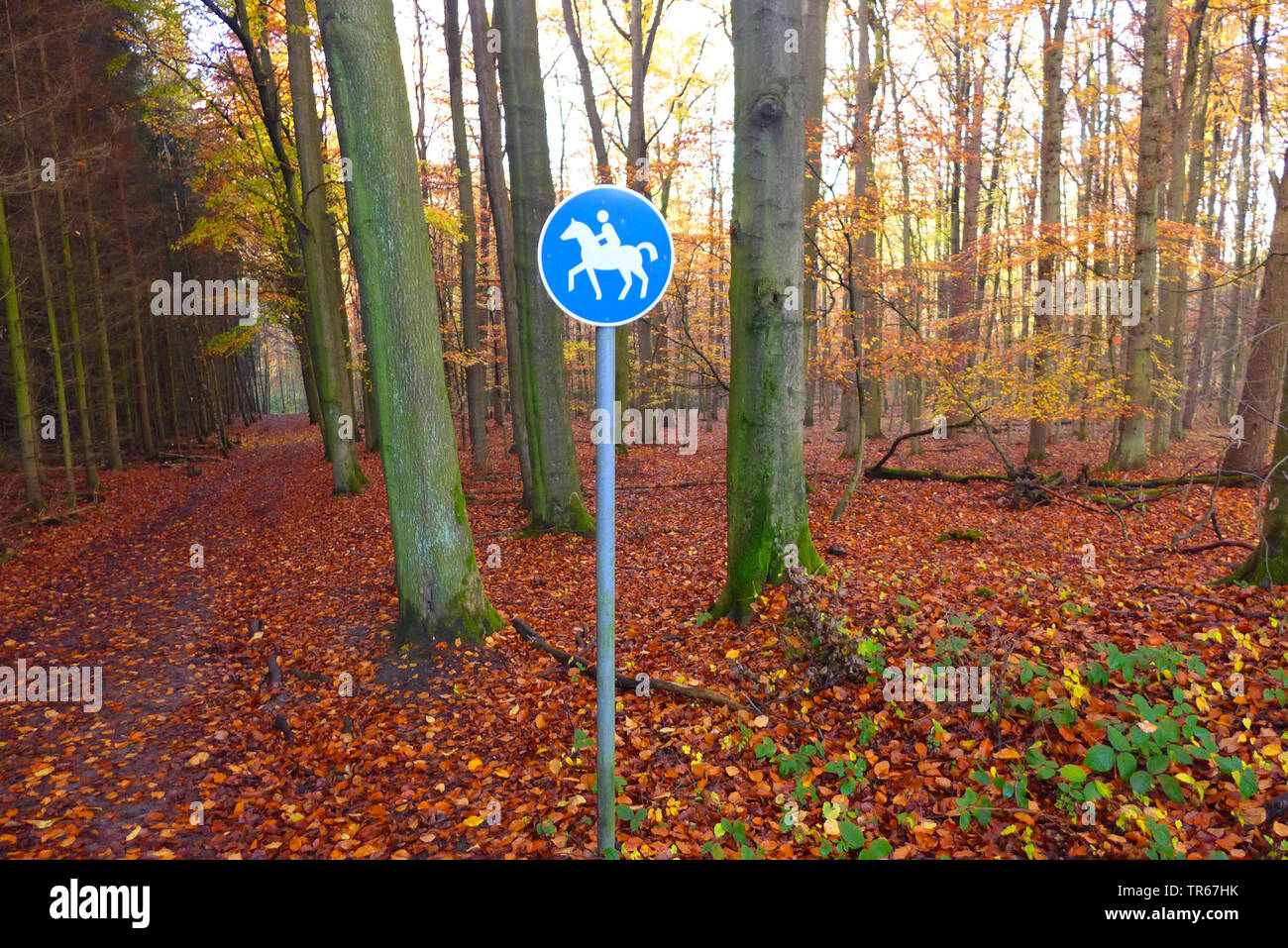 horse trail sign in a forest, Germany Stock Photo - Alamy