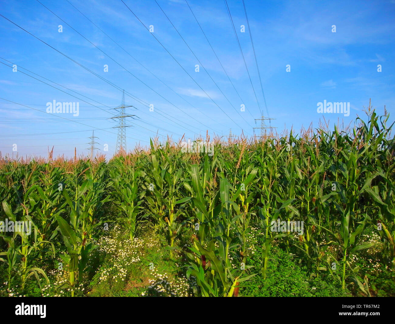 Indian corn, maize (Zea mays), maize field under a transmission line ...