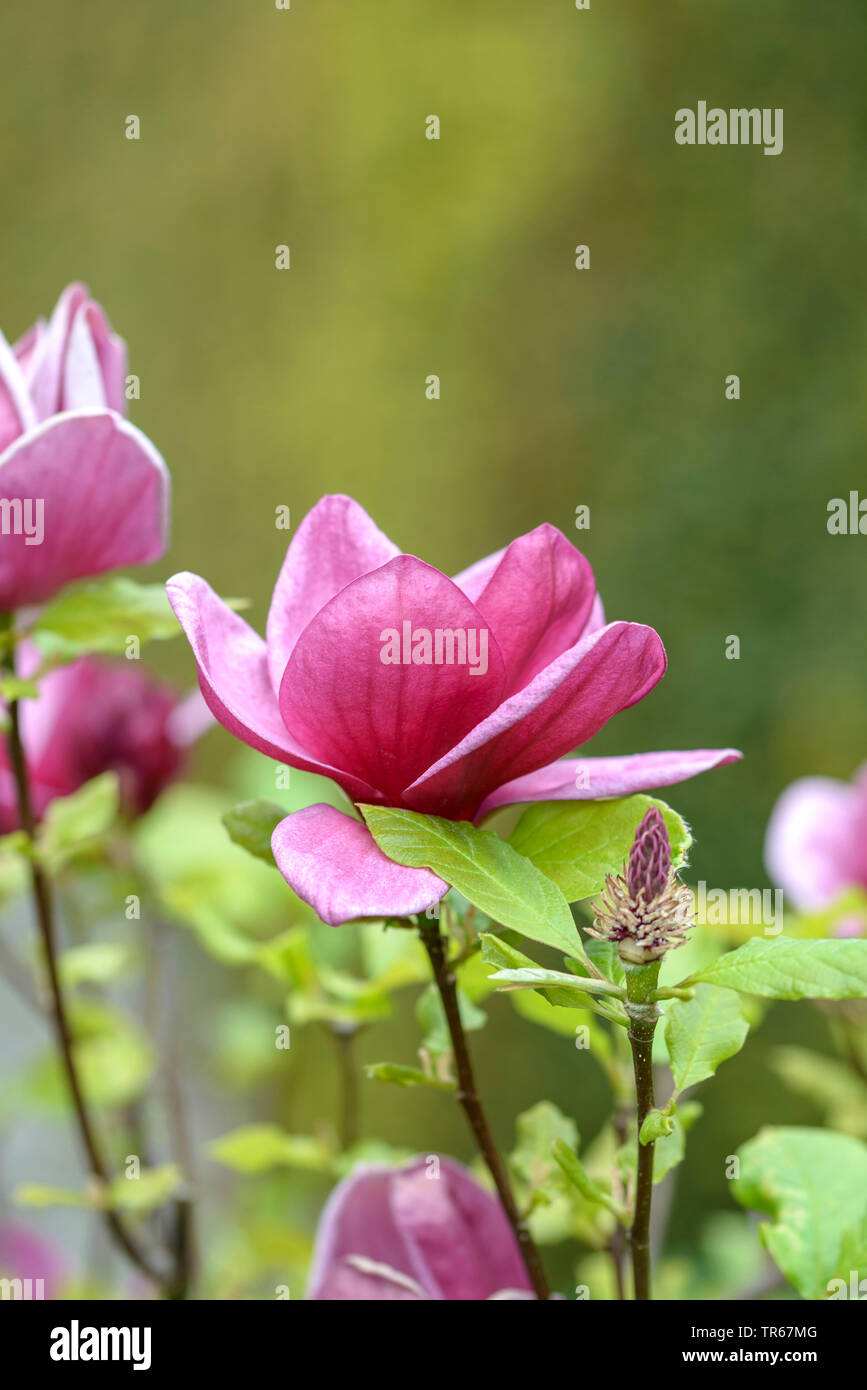 saucer magnolia (Magnolia x soulangiana 'Genie', Magnolia x soulangiana ...