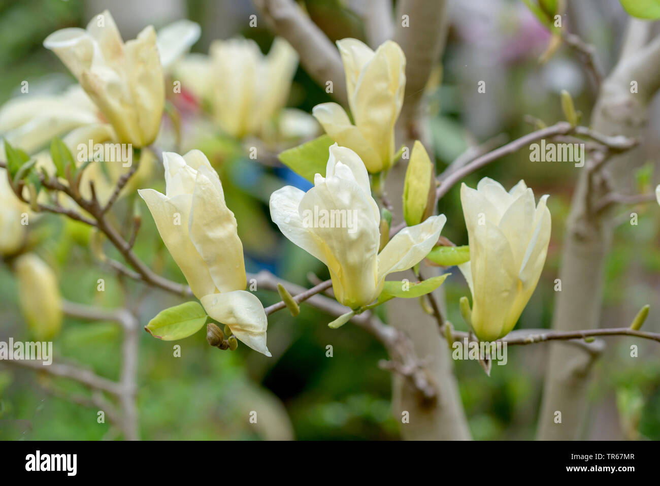 Lily tree yulan magnolia denudata hi-res stock photography and images ...