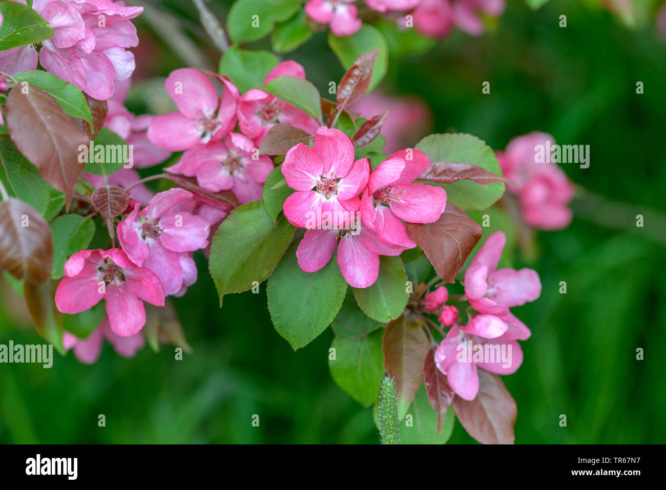Ornamental apple Rudolph (Malus 'Rudolph', Malus Rudolph), blooming ...