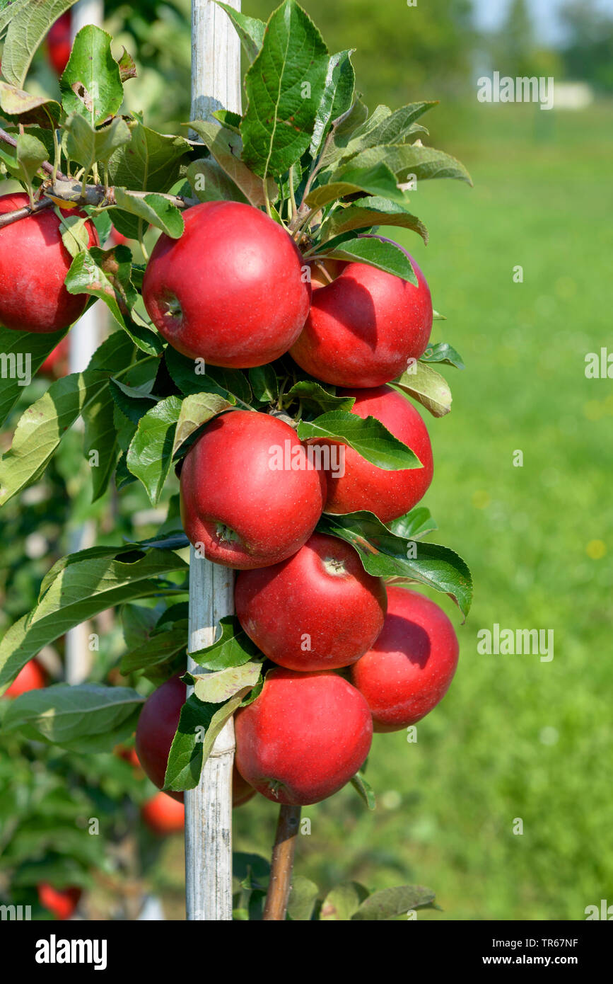 apple tree (Malus domestica 'Gemini', Malus domestica Gemini), fruits ...