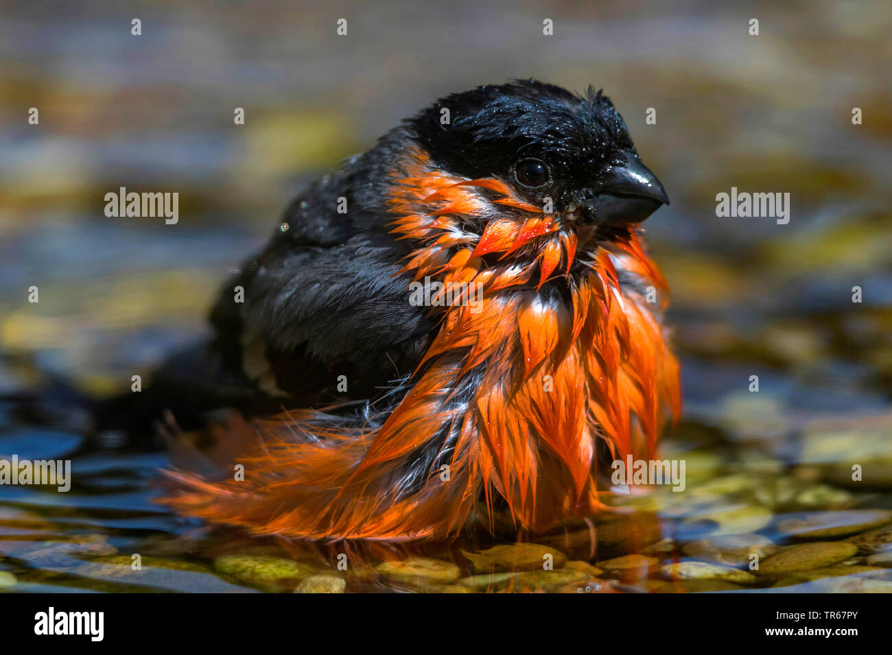 bullfinch, Eurasian bullfinch, northern bullfinch (Pyrrhula pyrrhula ...
