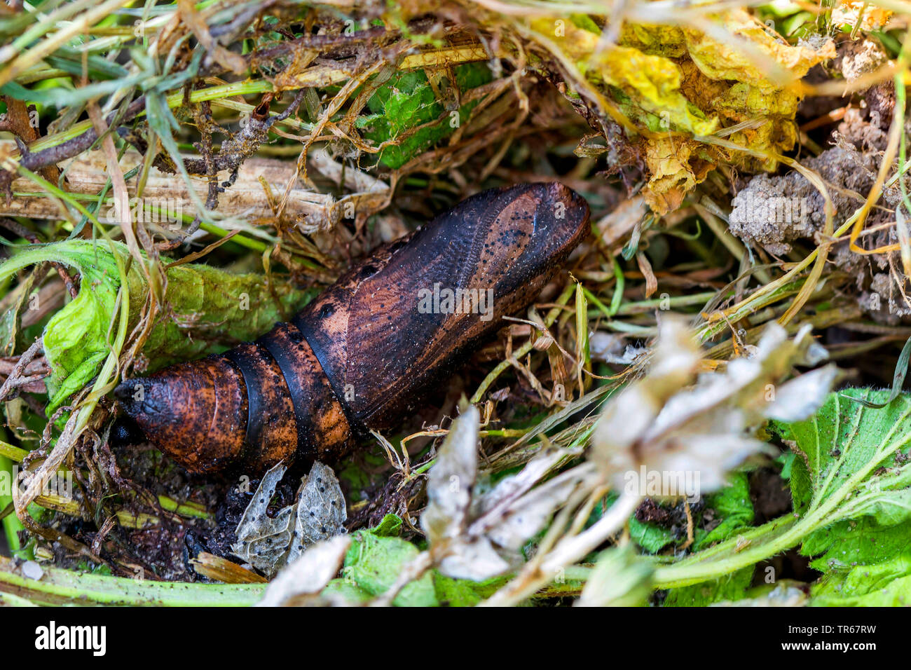 elephant hawkmoth (Deilephila elpenor), pupa lying between faded parts ...