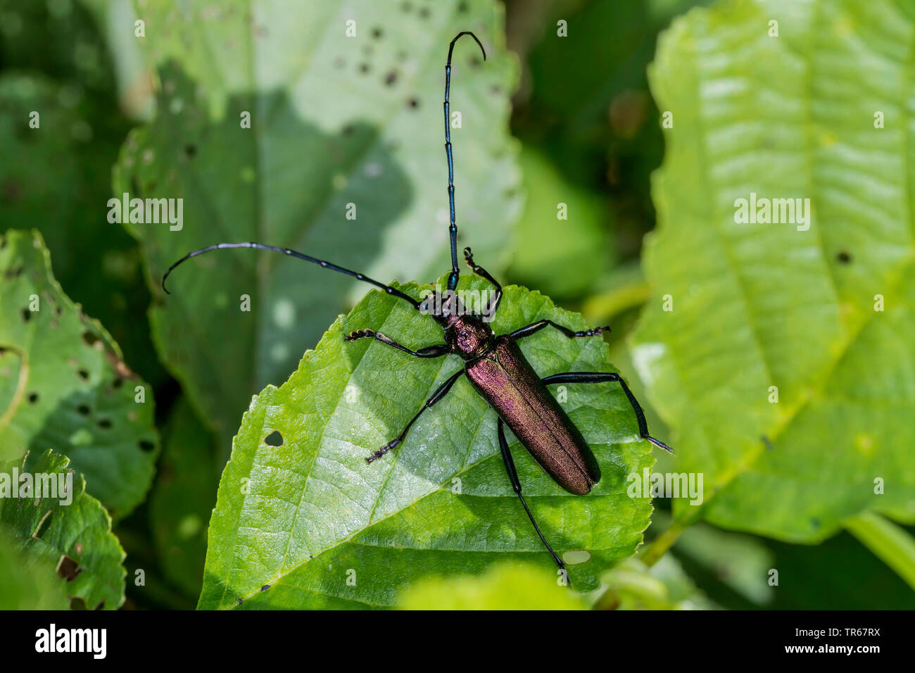 musk beetle (Aromia moschata), on an alder leaf, view from above ...