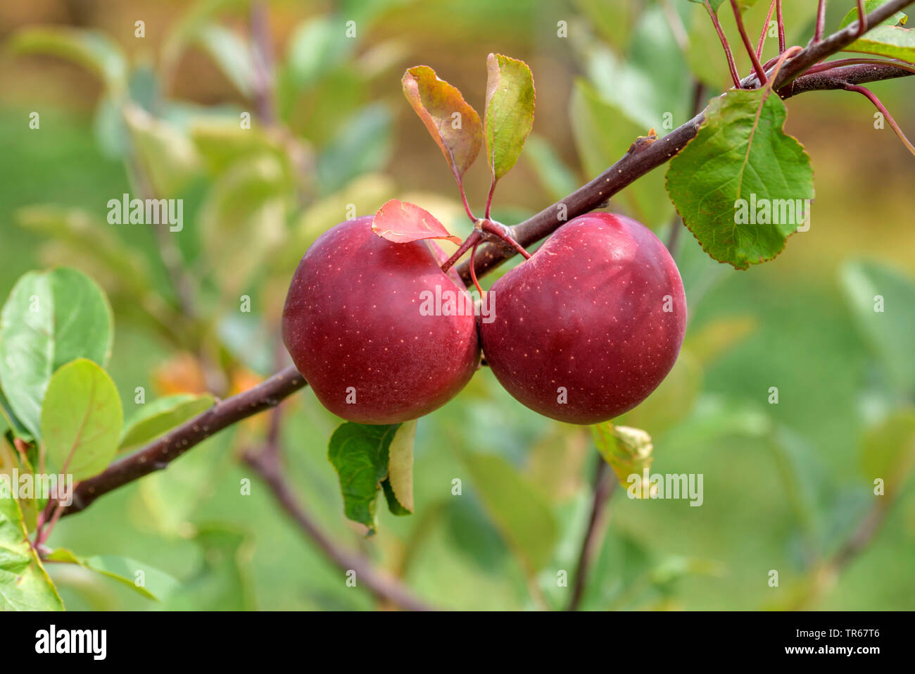 apple tree (Malus domestica 'Baya Marisa', Malus domestica Baya Marisa ...